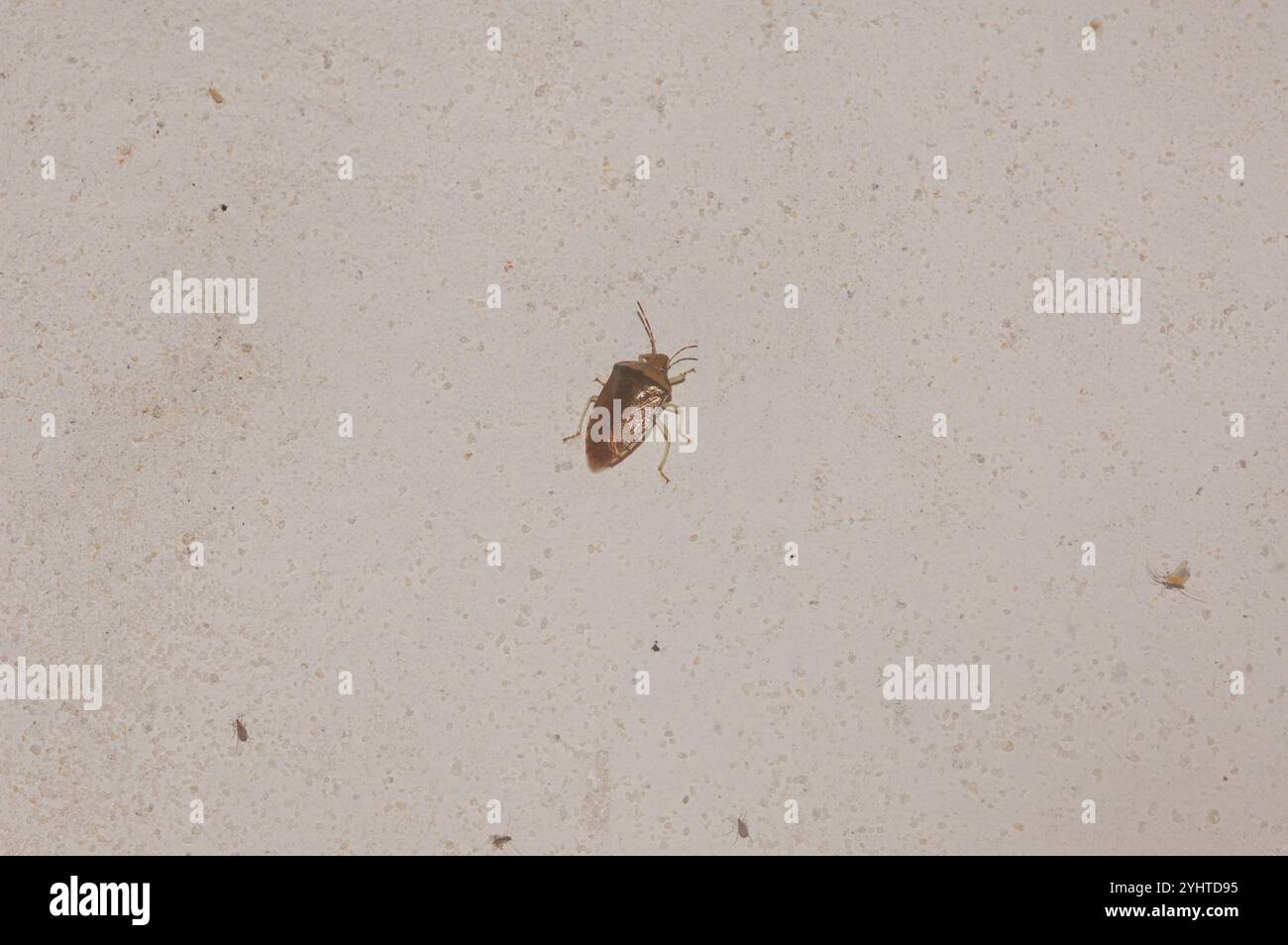 Stink Bugs, Shield Bugs, and Allies (Pentatomoidea Stock Photo - Alamy