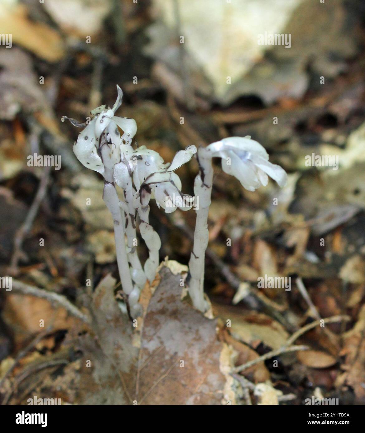 Ghost Pipe (Monotropa uniflora Stock Photo - Alamy