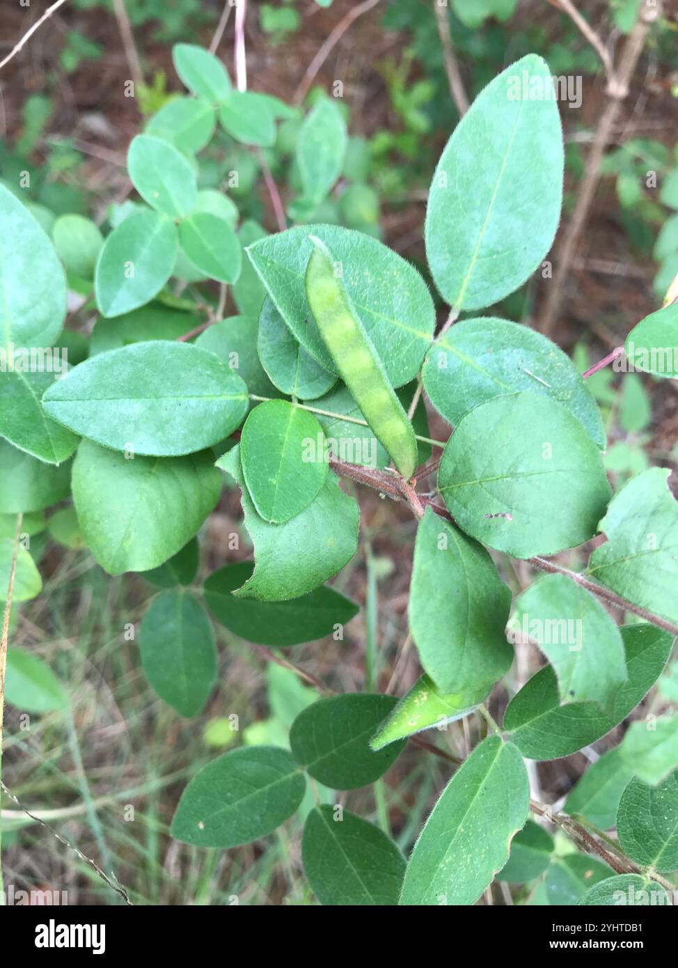 eastern milk-pea (Galactia regularis Stock Photo - Alamy