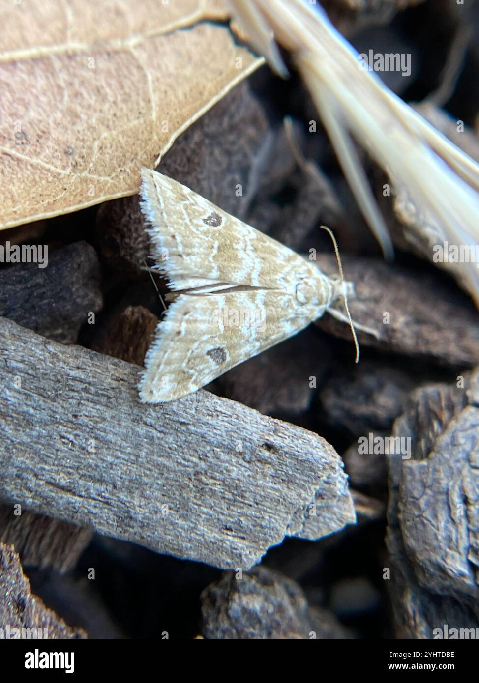 Cabbage Webworm Moth (Hellula rogatalis Stock Photo - Alamy