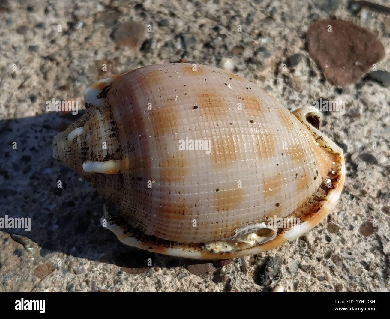 Decussate hi-res stock photography and images - Alamy