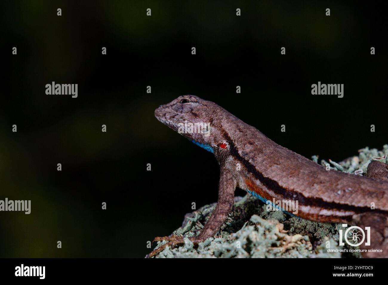 Florida Scrub Lizard (Sceloporus woodi Stock Photo - Alamy