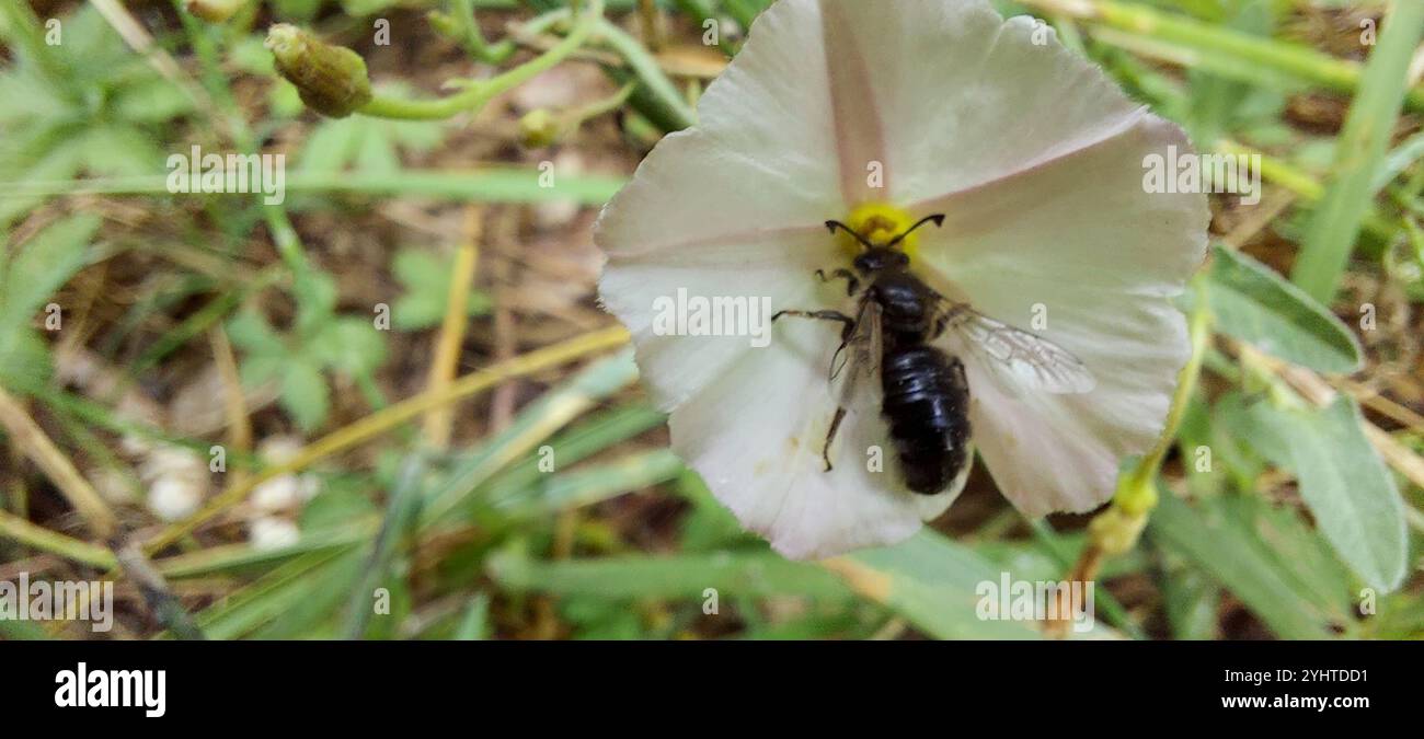Lesser Bindweed Bee (Systropha curvicornis Stock Photo - Alamy