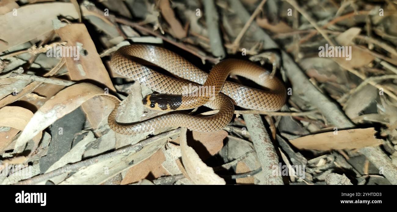 Suta suta snake hi-res stock photography and images - Alamy