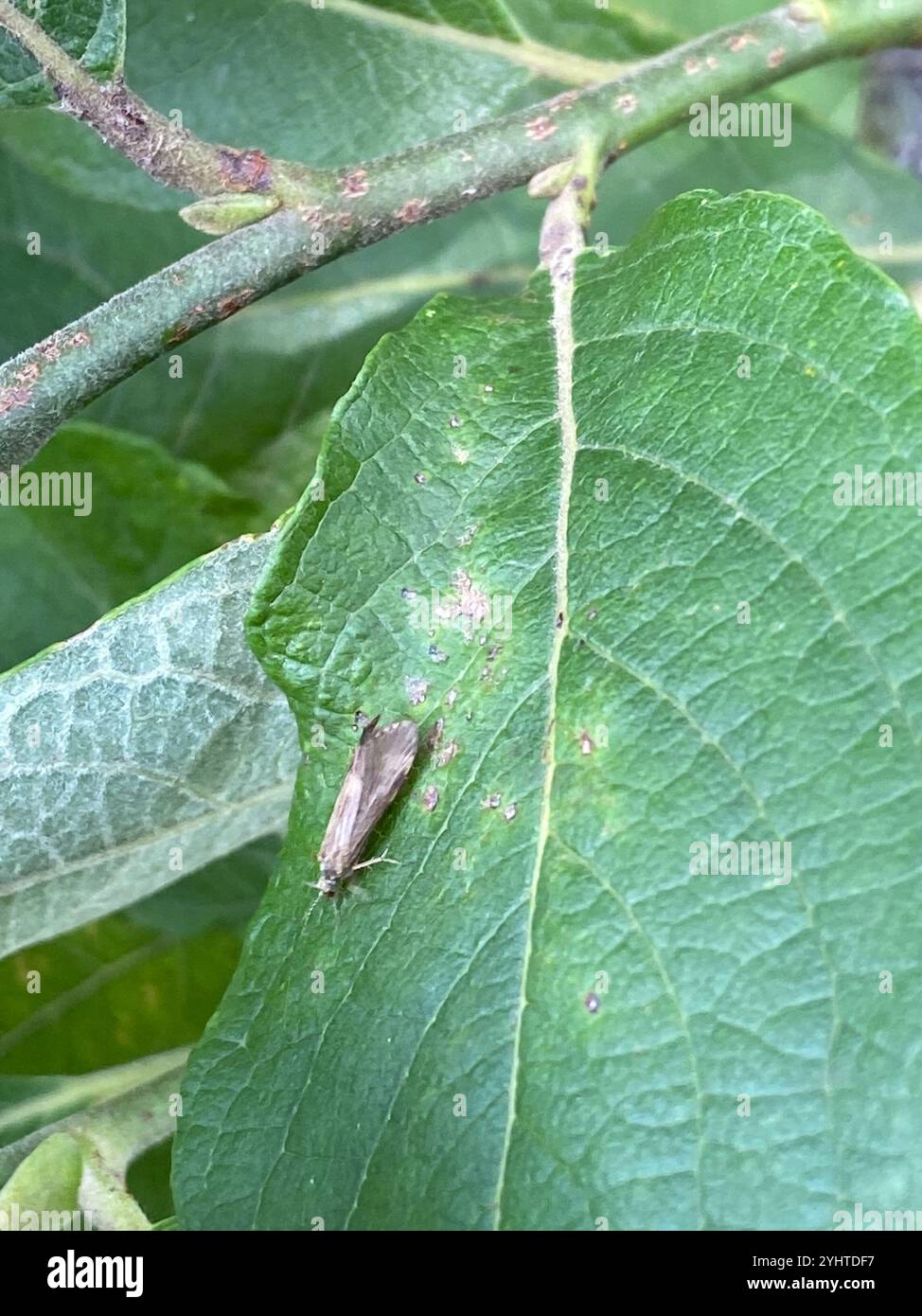 Hydropsyche hi-res stock photography and images - Alamy