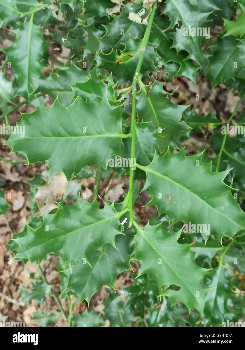European holly (Ilex aquifolium Stock Photo - Alamy