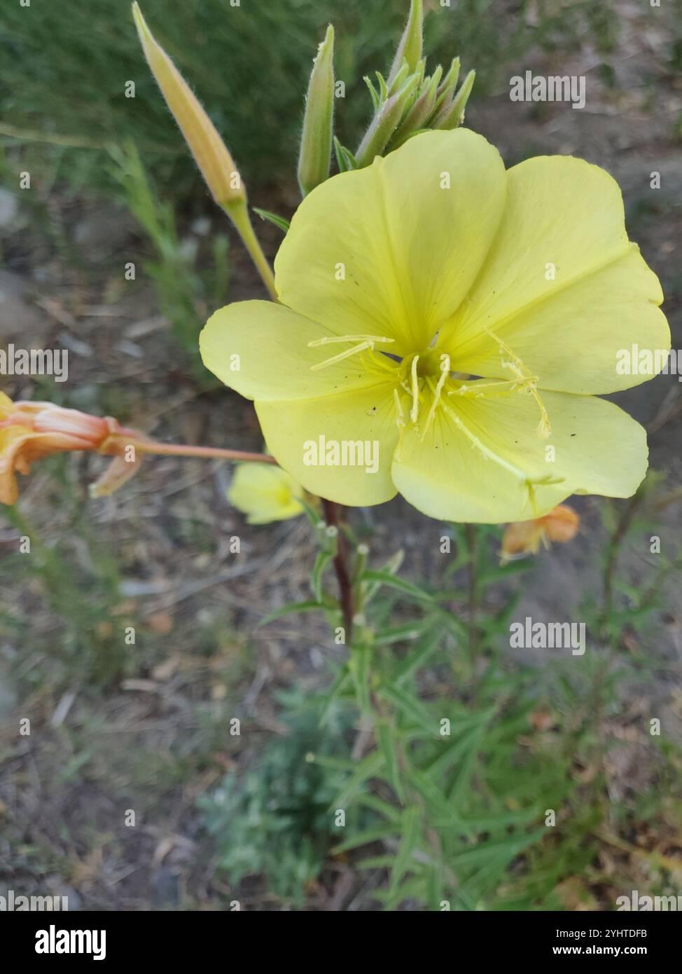 tall evening primrose (Oenothera elata Stock Photo - Alamy