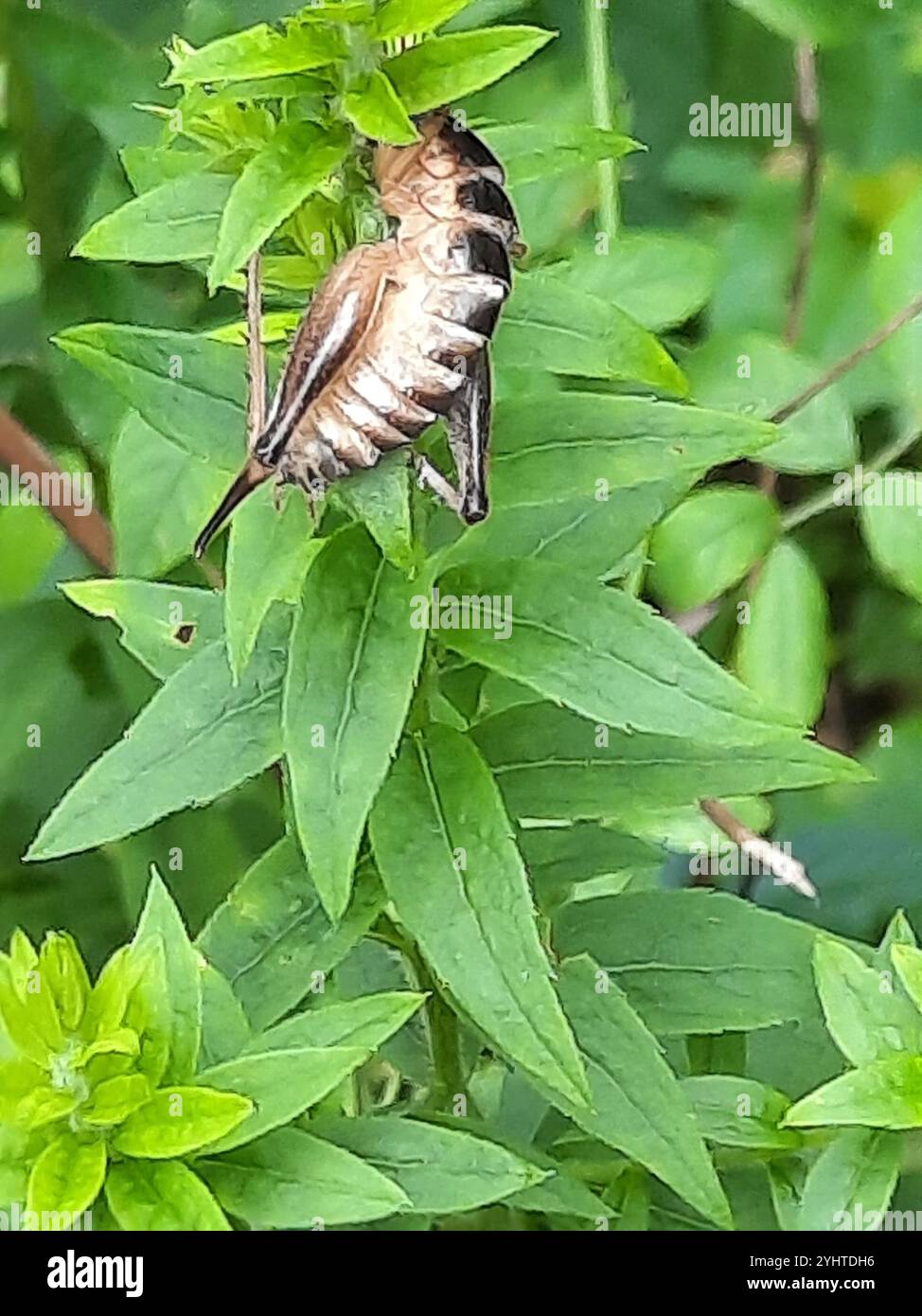Camel Crickets (Ceuthophilus Stock Photo - Alamy