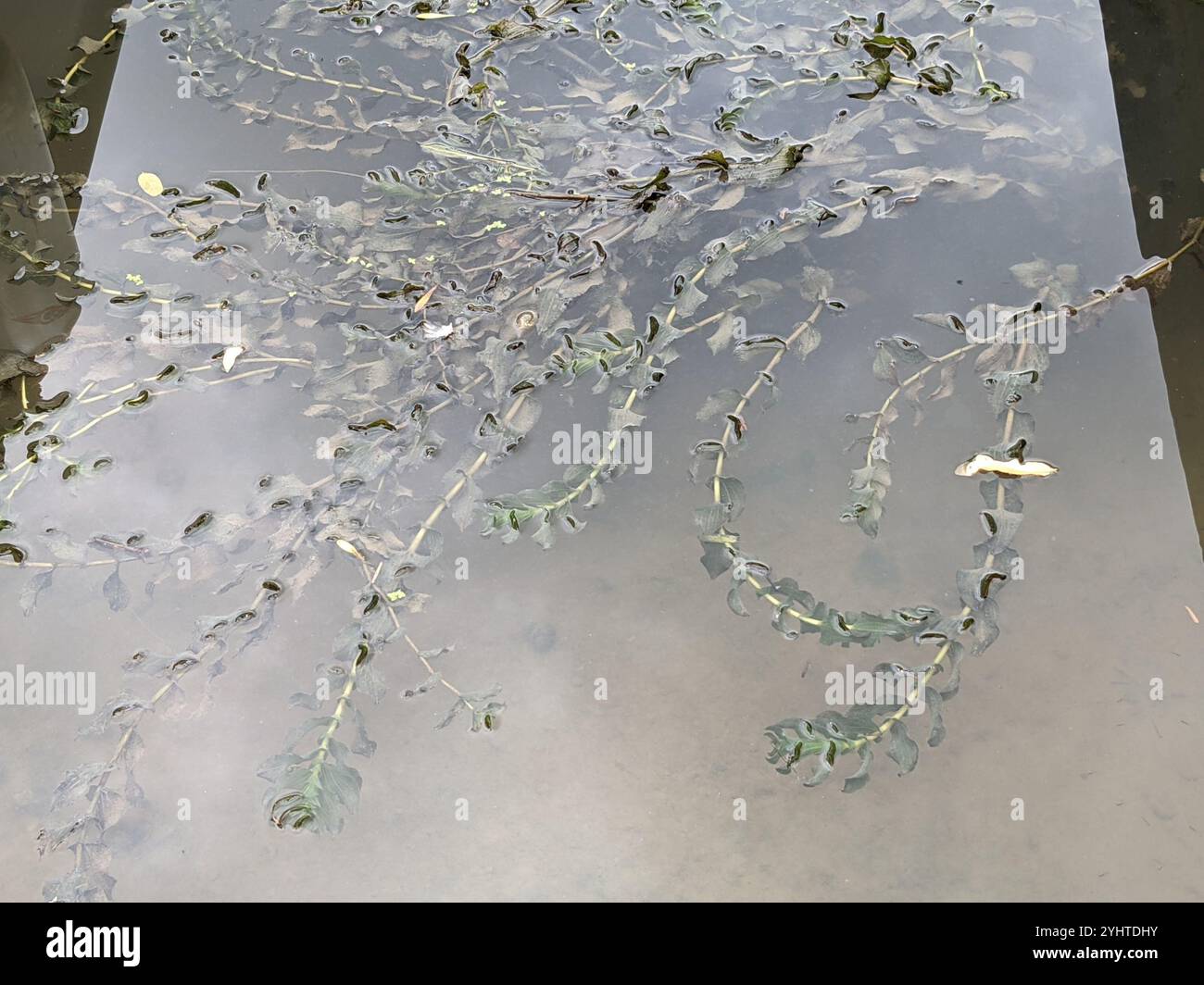 Perfoliate Pondweed (Potamogeton perfoliatus Stock Photo - Alamy