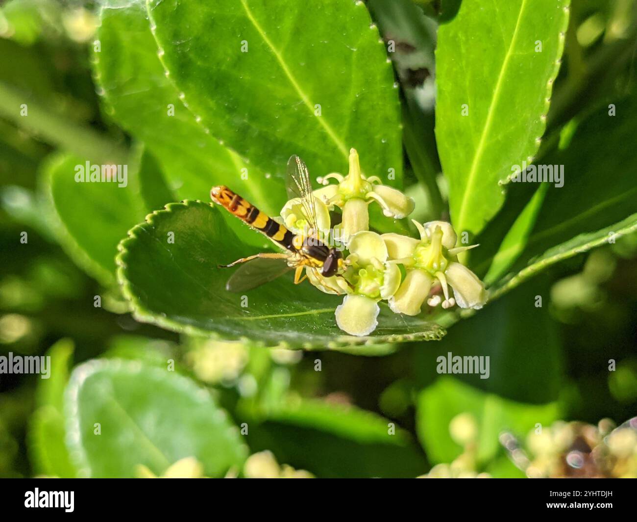 Common Globetail (Sphaerophoria scripta Stock Photo - Alamy