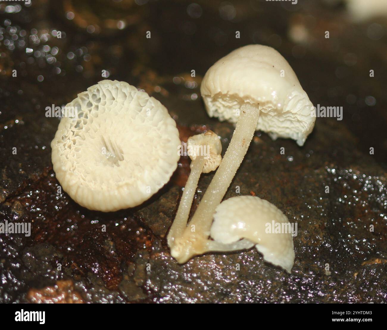 luminous porecap (Favolaschia manipularis Stock Photo - Alamy