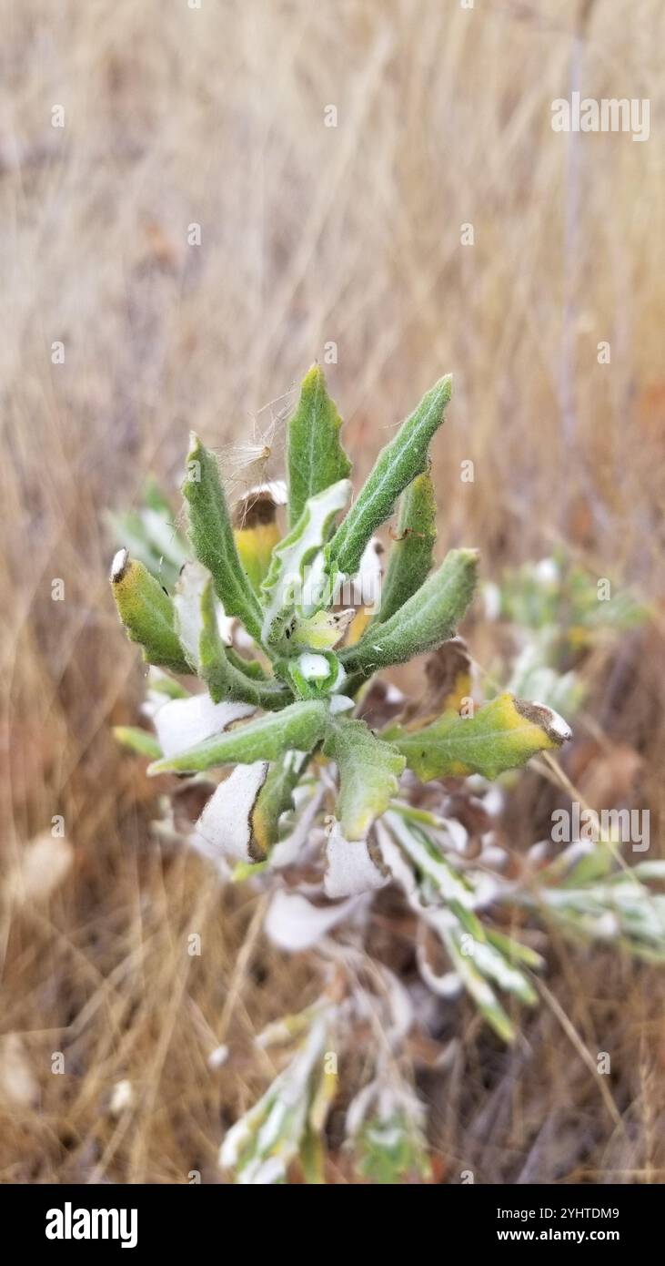 two-color rabbit tobacco (Pseudognaphalium biolettii Stock Photo - Alamy
