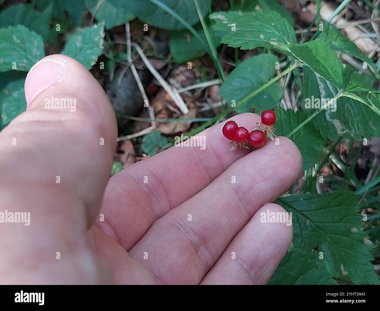 Stone Bramble (Rubus saxatilis Stock Photo - Alamy