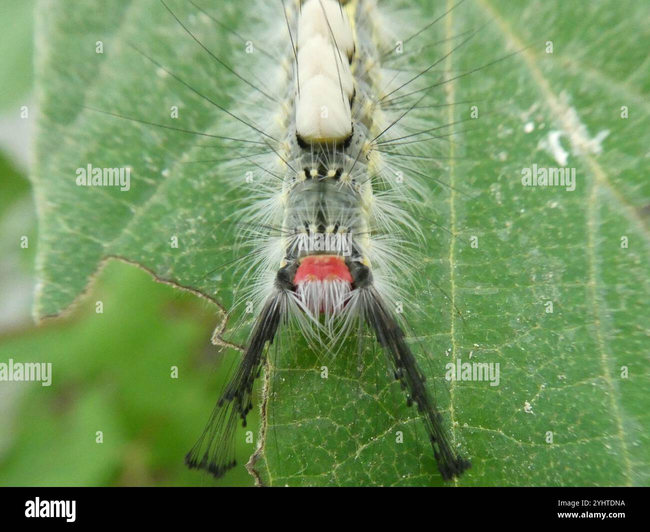 White-marked Tussock Moth (Orgyia leucostigma Stock Photo - Alamy