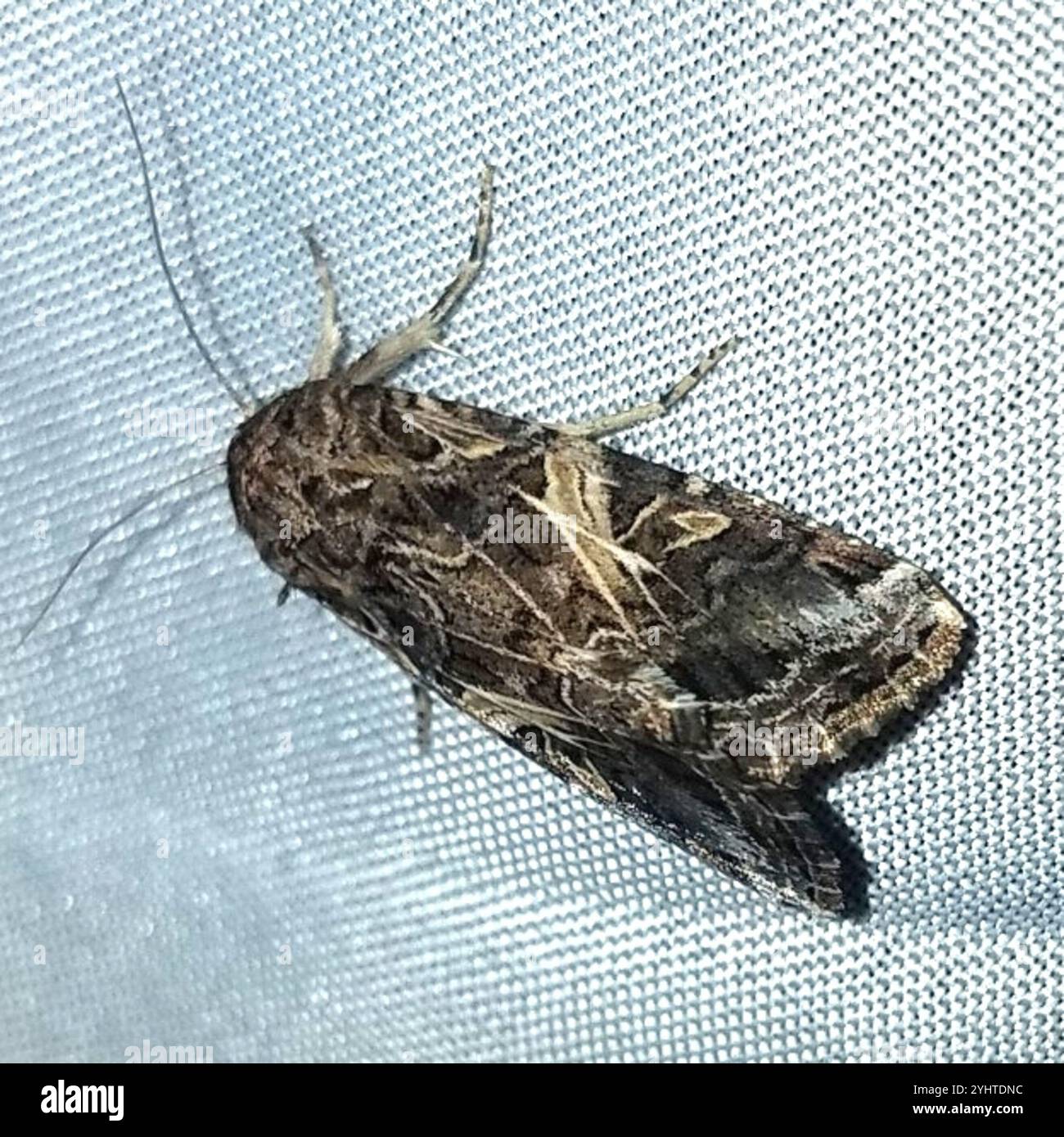 Yellow-striped Armyworm Moth (Spodoptera ornithogalli Stock Photo - Alamy