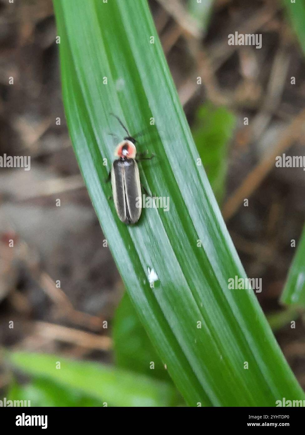 Eastern firefly hi-res stock photography and images - Alamy