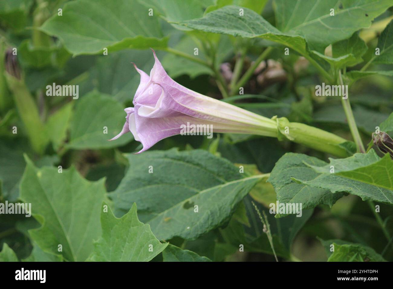 Devil's Trumpets (Datura Stock Photo - Alamy