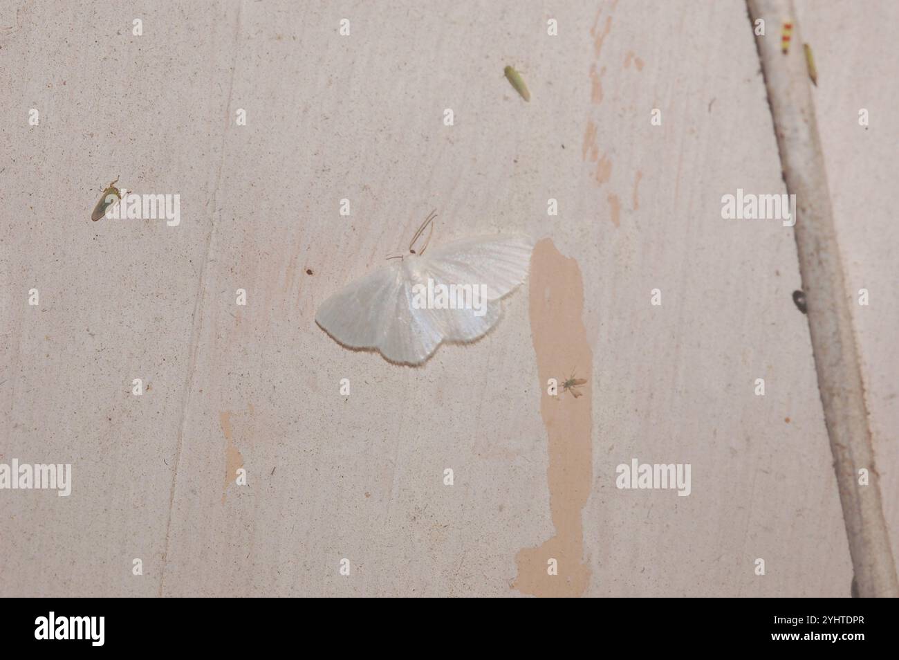 White Spring Moth (Lomographa vestaliata Stock Photo - Alamy