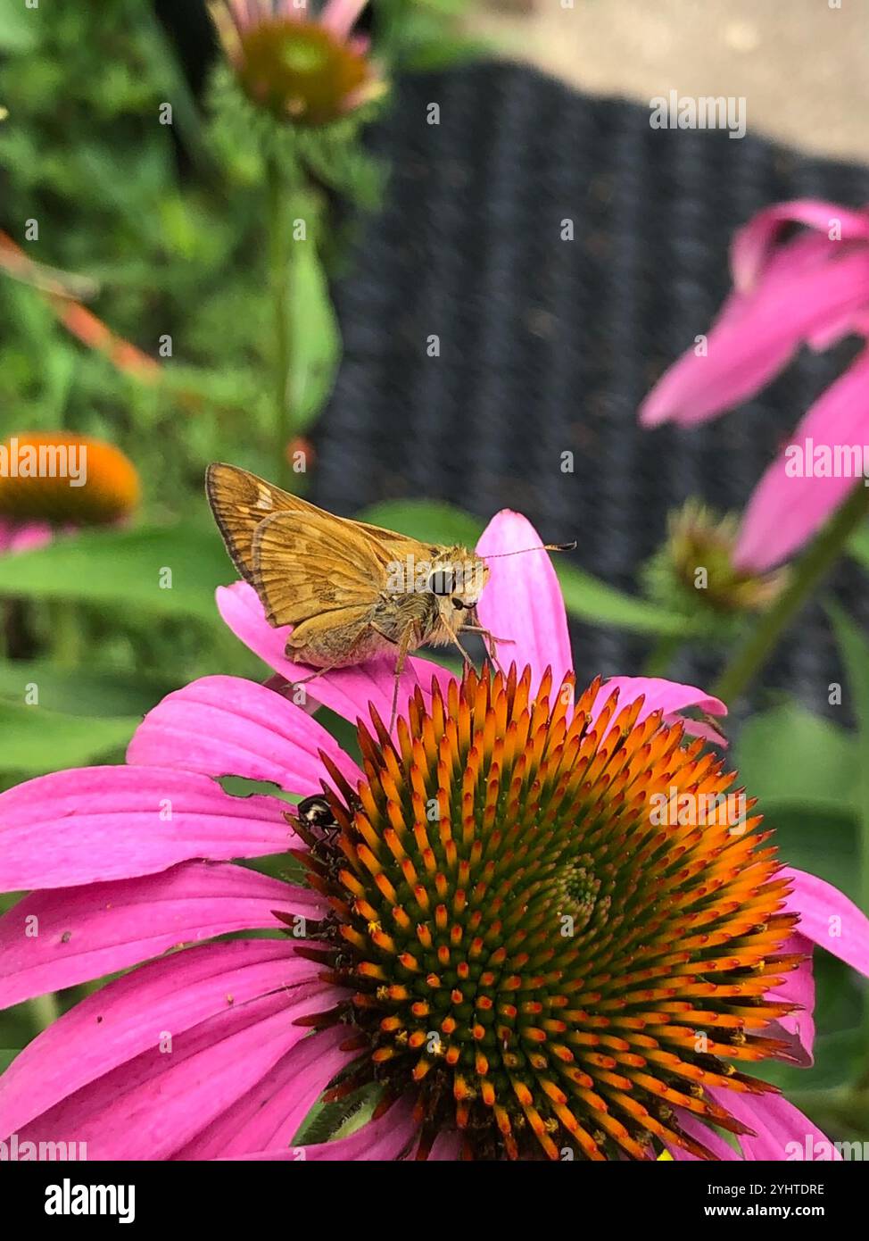 Huron Sachem (Atalopedes huron Stock Photo - Alamy