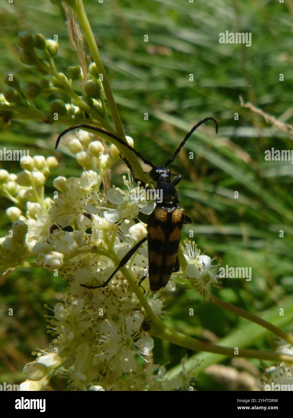 four-banded longhorn beetle (Leptura quadrifasciata Stock Photo - Alamy