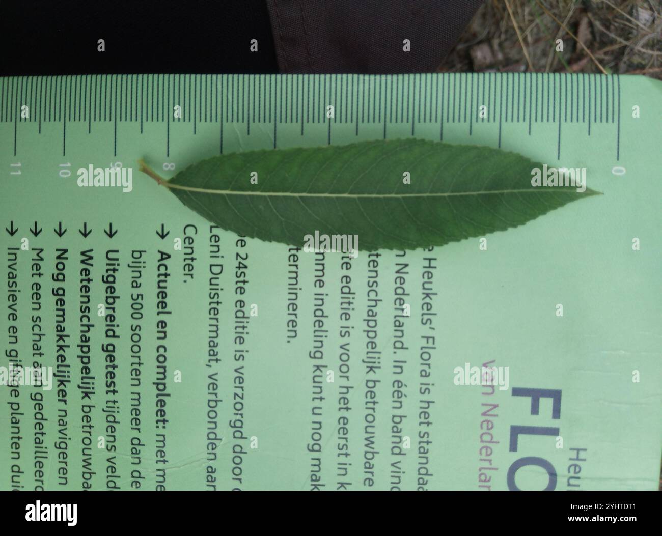 Almond Willow (Salix triandra Stock Photo - Alamy