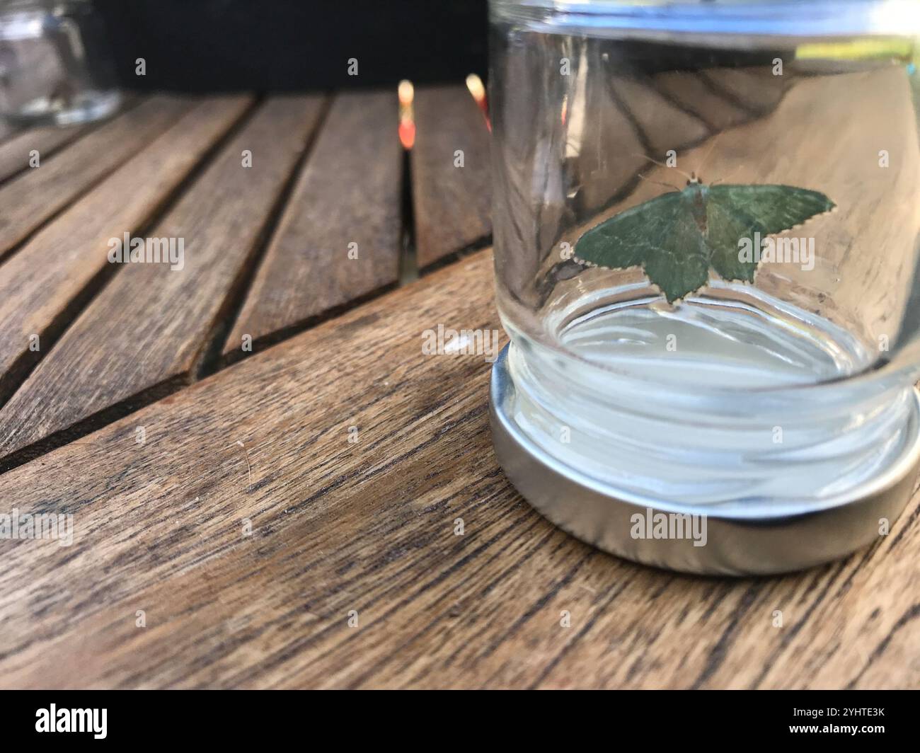 Common Emerald (Hemithea aestivaria Stock Photo - Alamy