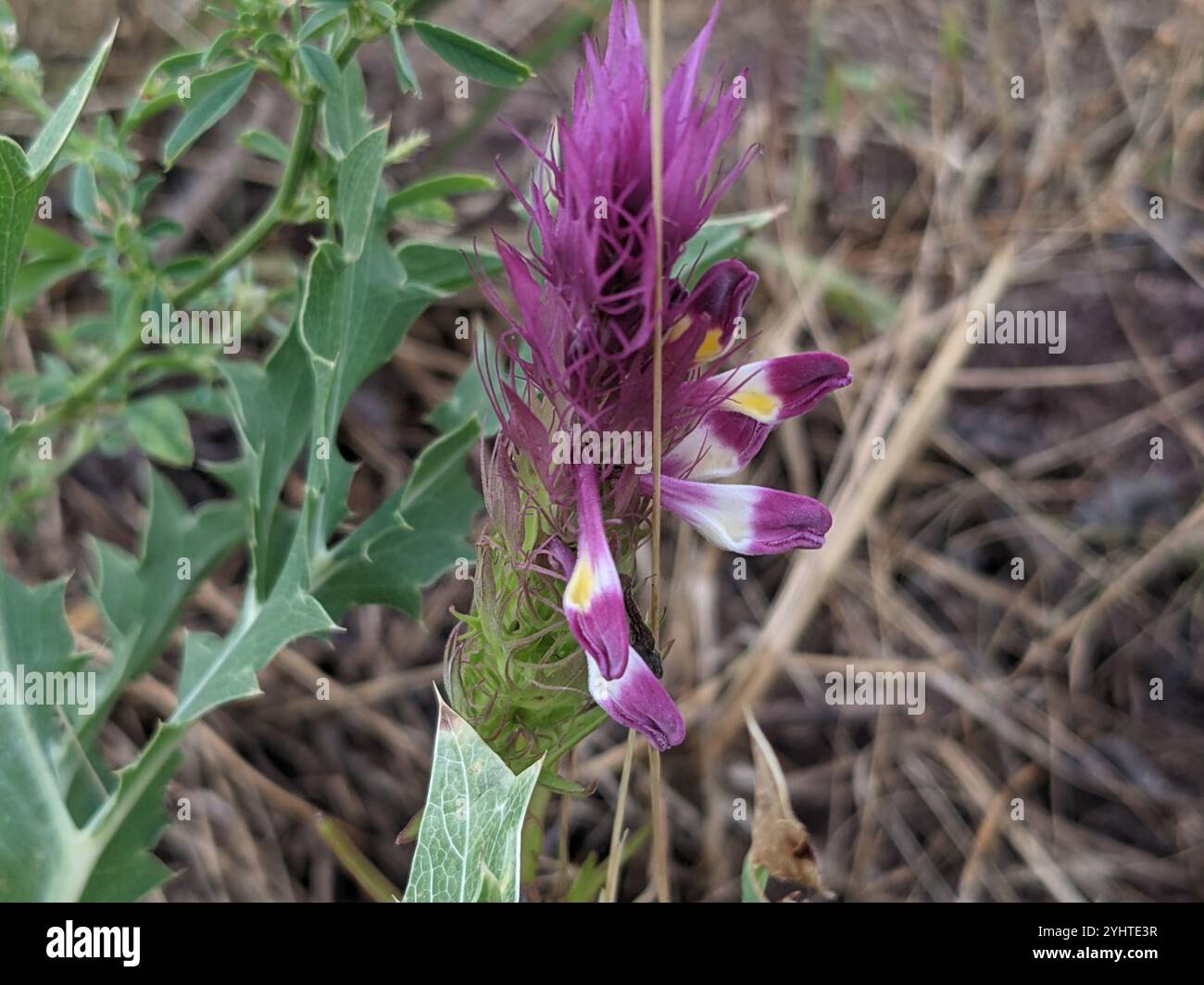 Field Cow-wheat (Melampyrum arvense Stock Photo - Alamy