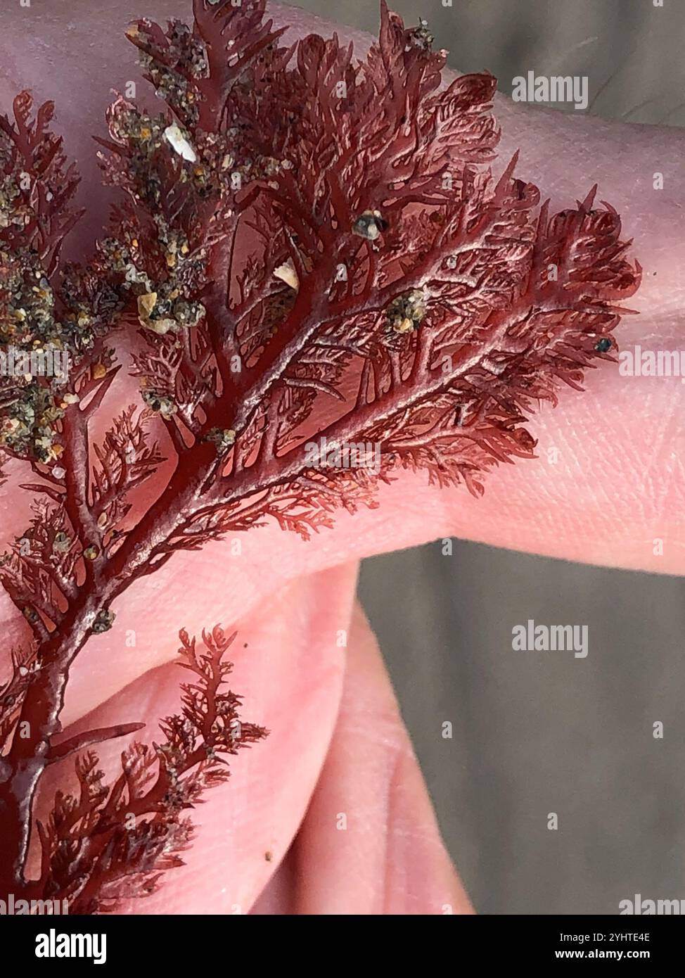 Sea Comb (Plocamium cartilagineum Stock Photo - Alamy