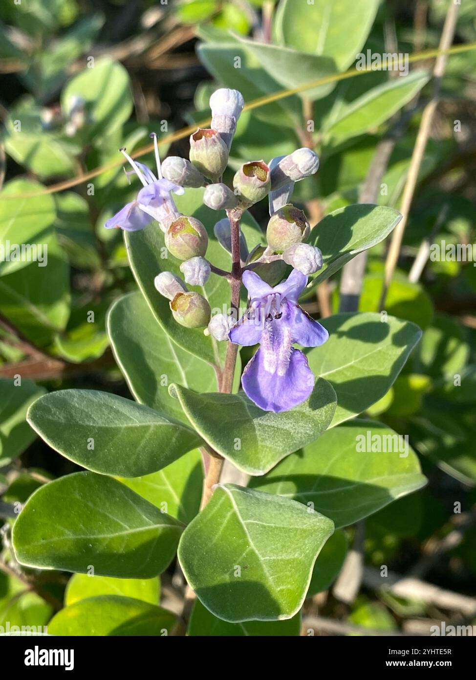 Beach Vitex (Vitex rotundifolia Stock Photo - Alamy