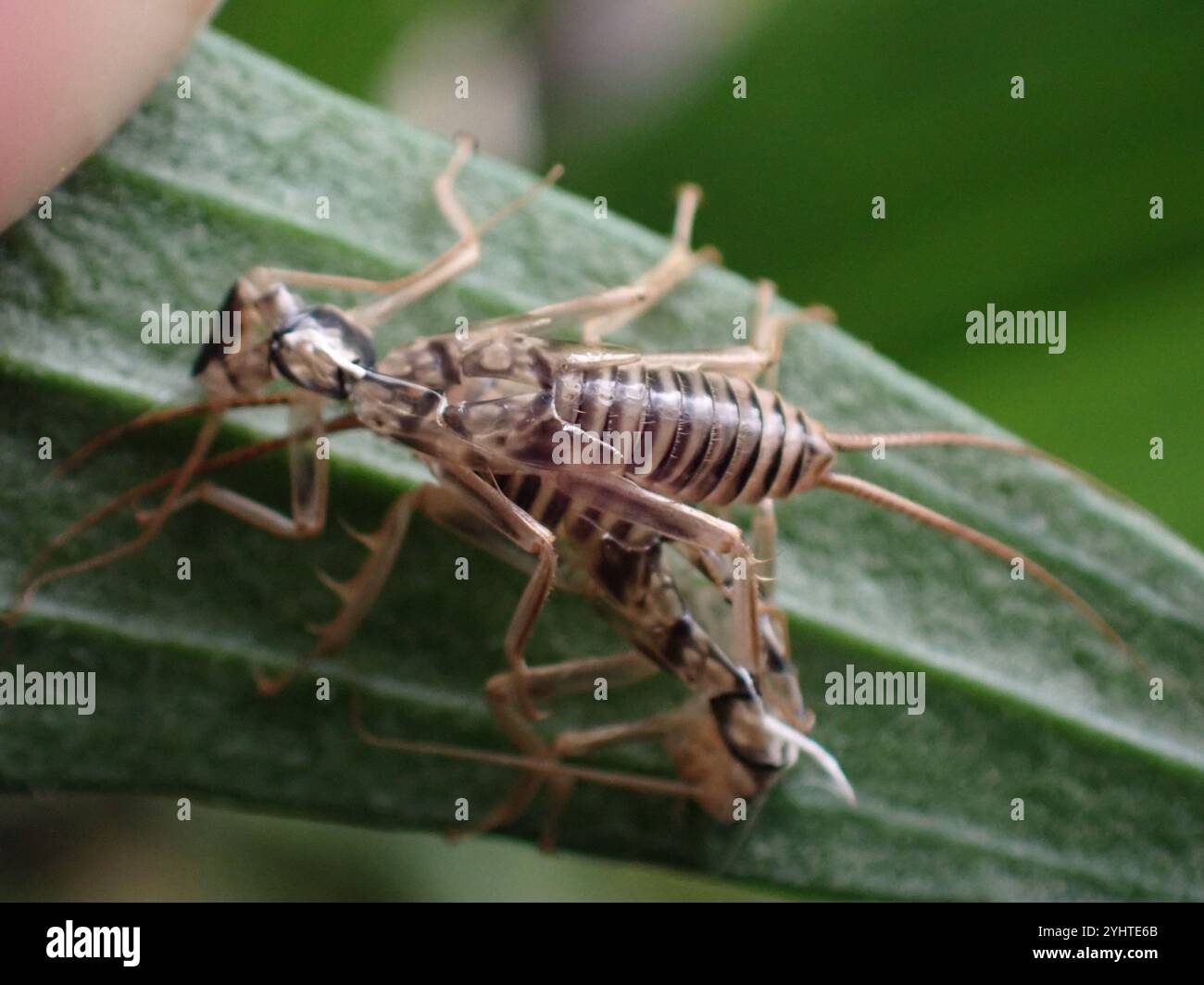 Common Stoneflies (Perlidae Stock Photo - Alamy