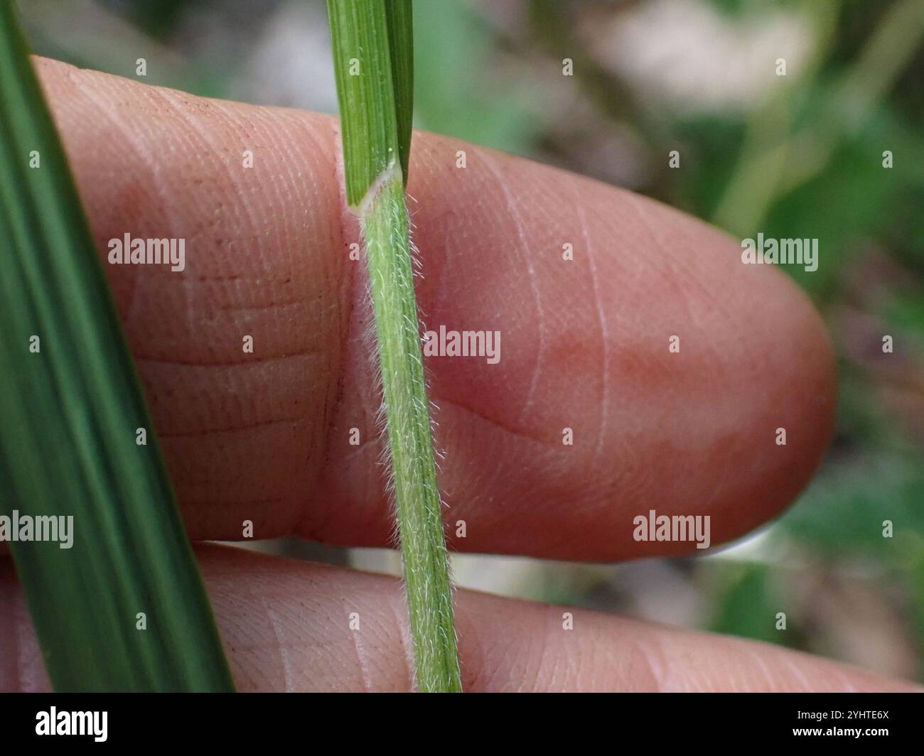 Alaska Oniongrass (Melica subulata Stock Photo - Alamy