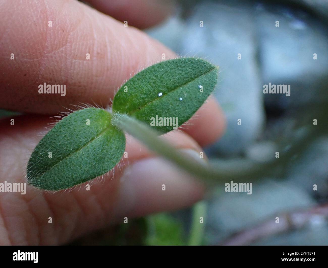 Sticky mouse-ear chickweed (Cerastium glomeratum Stock Photo - Alamy