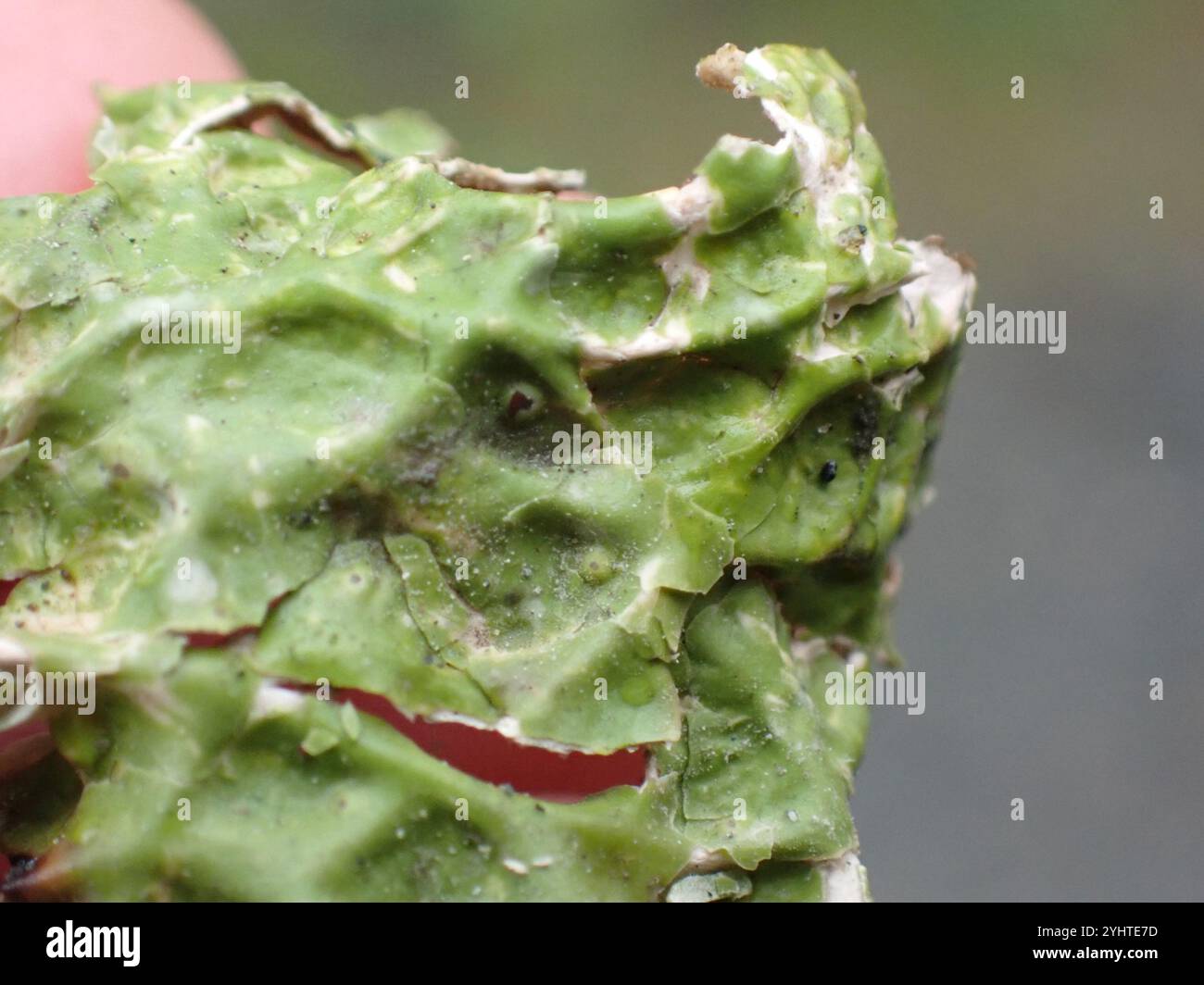 Tree Lungwort (Lobaria pulmonaria Stock Photo - Alamy