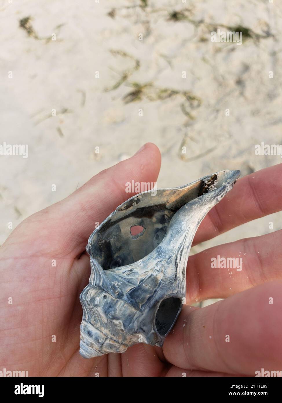 Knobbed Whelk (Busycon carica Stock Photo - Alamy