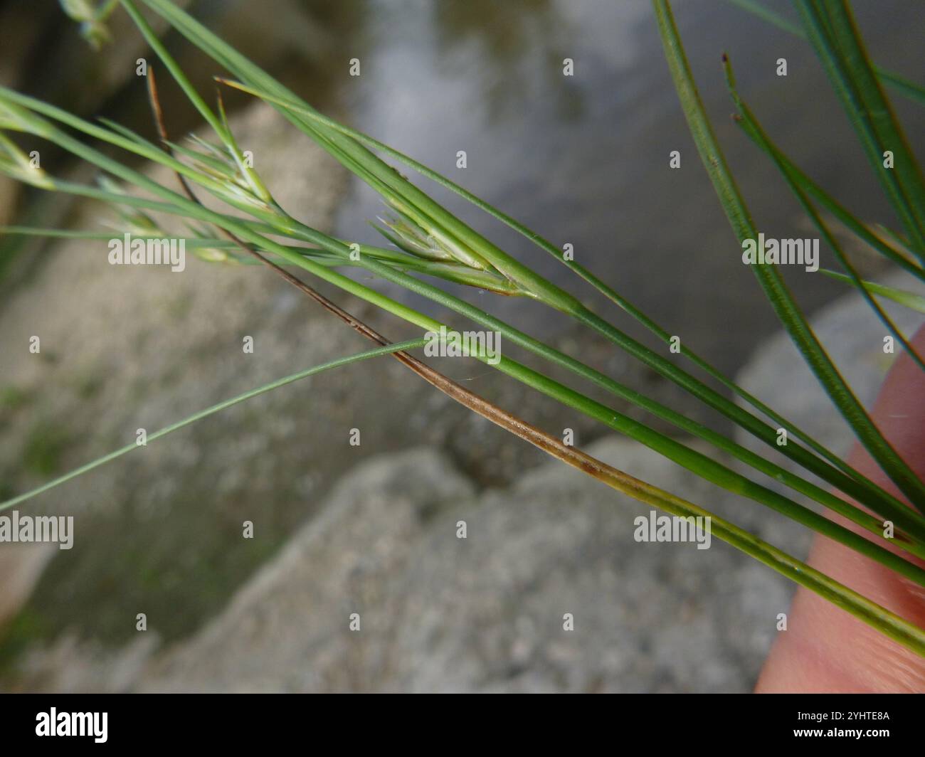 Toad rush (Juncus bufonius Stock Photo - Alamy