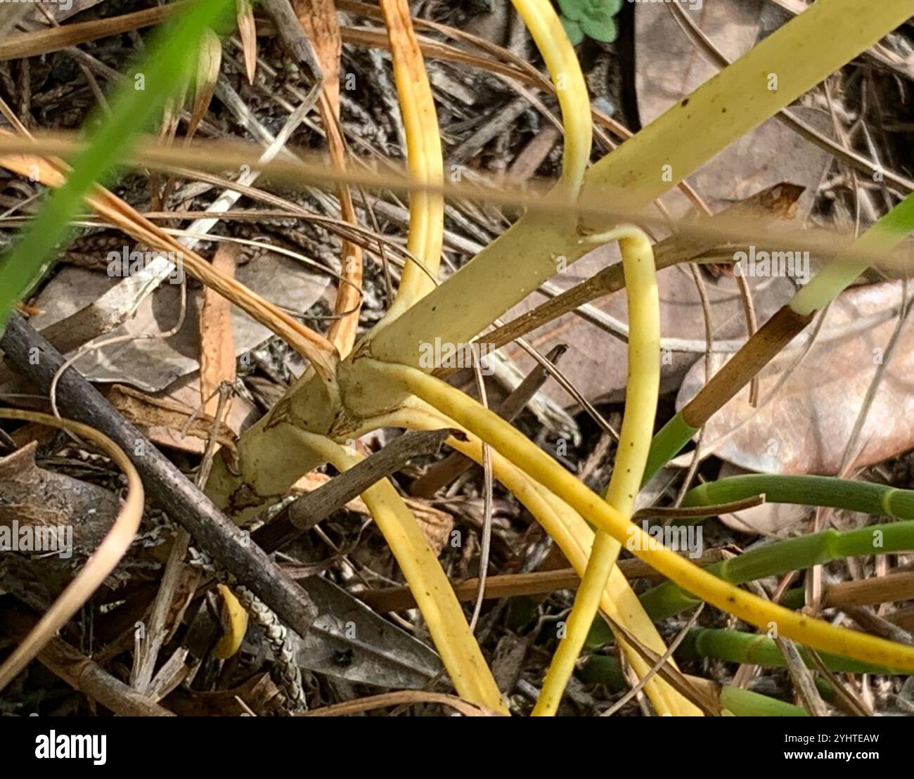 Largeflower Rose Gentian (Sabatia grandiflora Stock Photo - Alamy