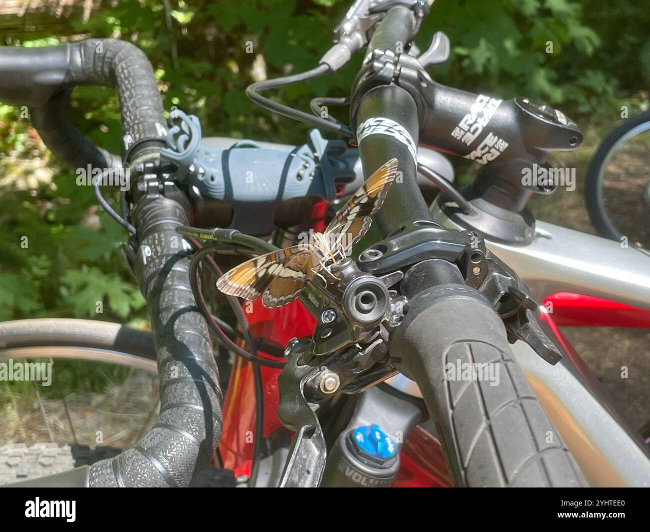 California Sister (Adelpha californica Stock Photo - Alamy