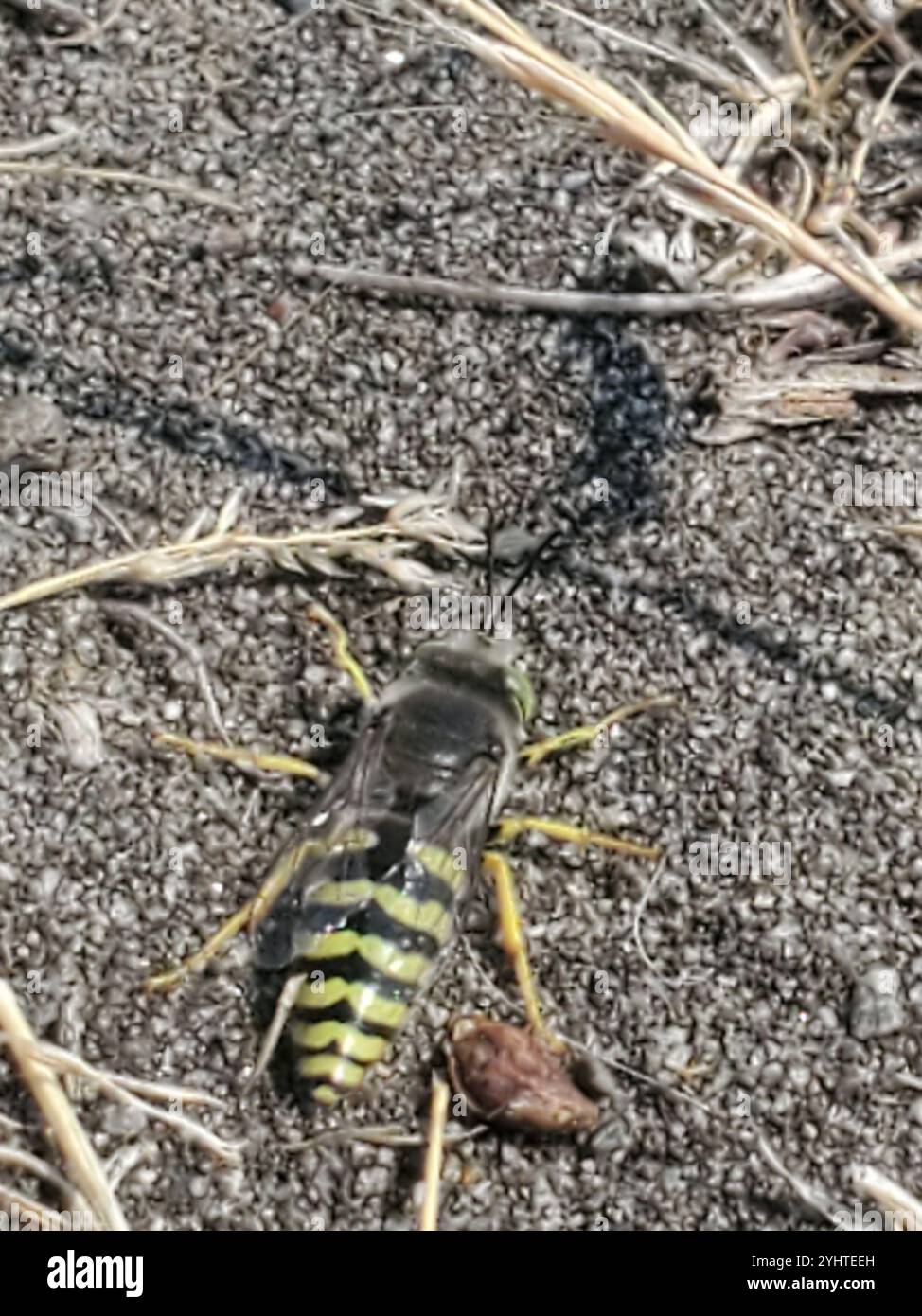 American Sand Wasp (Bembix americana Stock Photo - Alamy