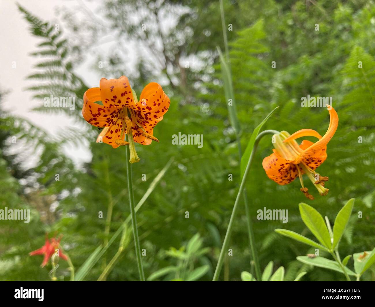 Columbia lily (Lilium columbianum Stock Photo - Alamy