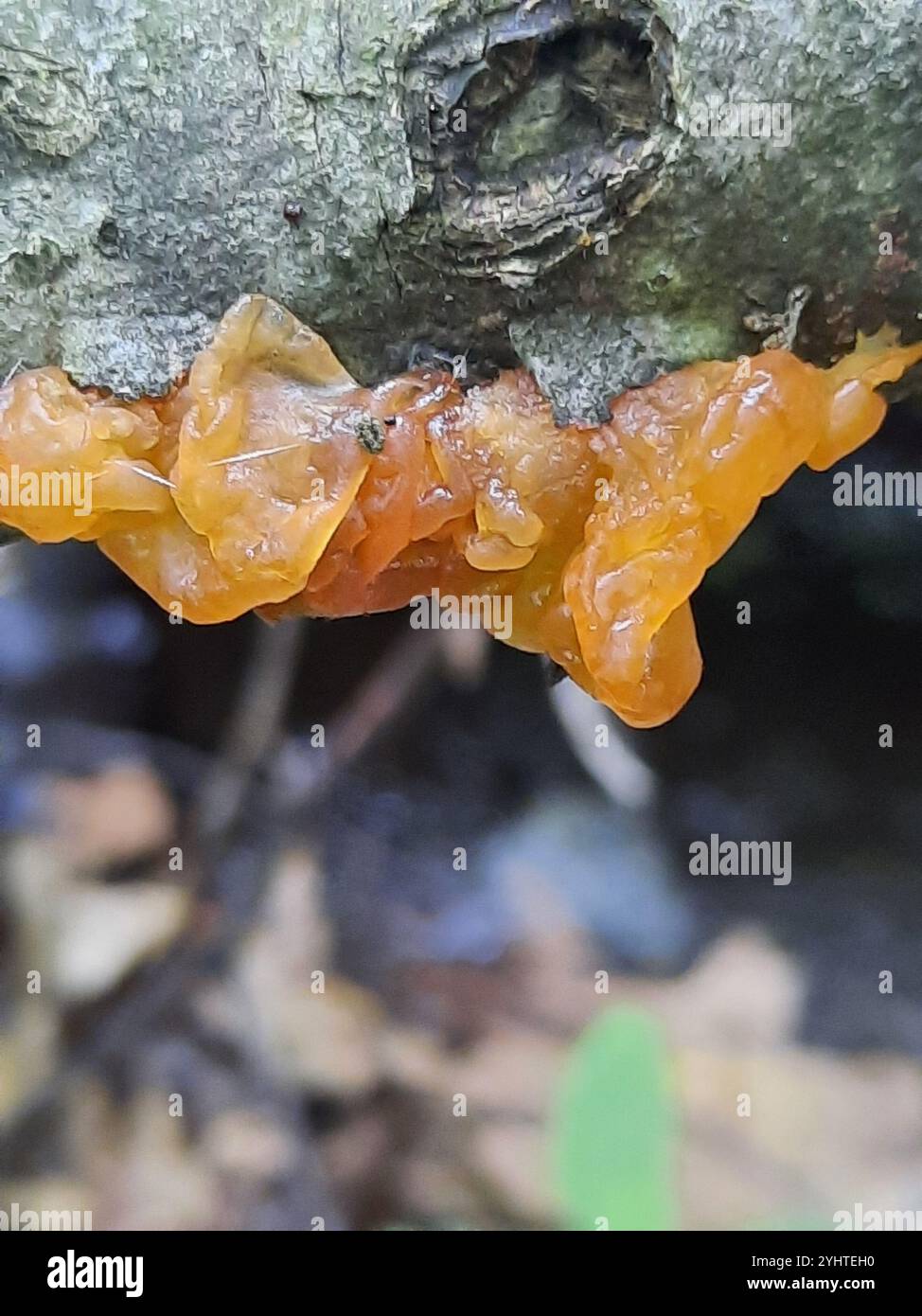 witch's butter (Tremella mesenterica Stock Photo - Alamy