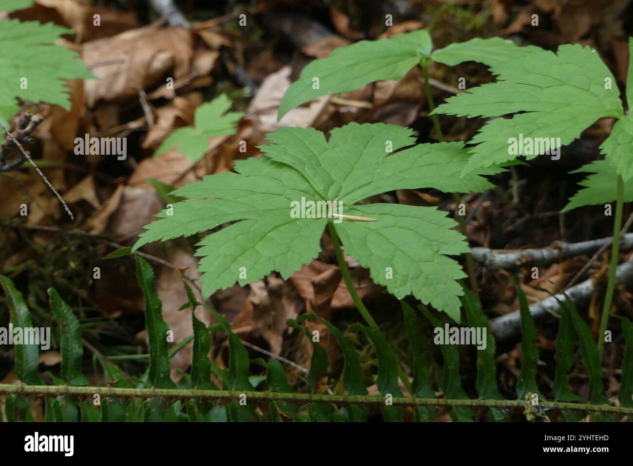 Carolina bugbane (Trautvetteria caroliniensis Stock Photo - Alamy