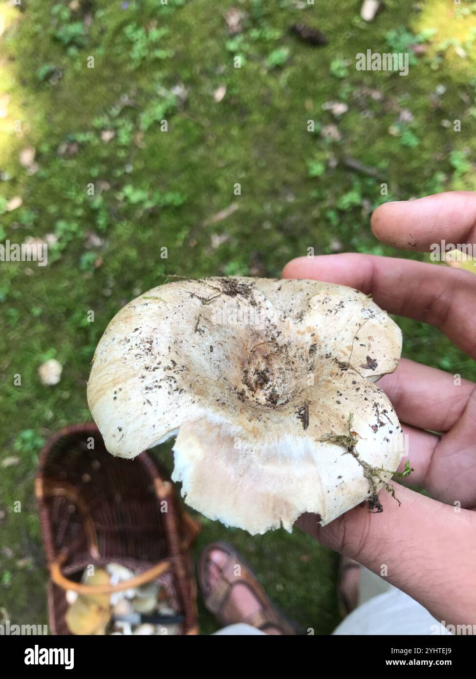 milk-white brittlegill (Russula delica Stock Photo - Alamy