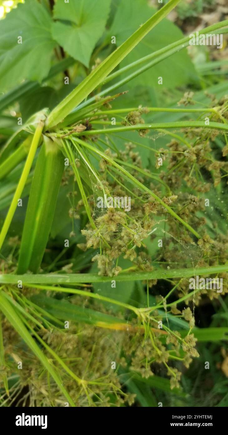 Panicled Bulrush (Scirpus microcarpus Stock Photo - Alamy