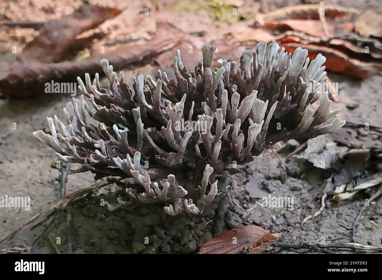 stinking earthfan (Thelephora palmata Stock Photo - Alamy