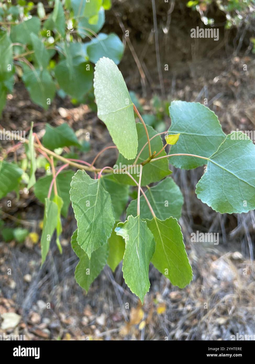 Fremont Cottonwood (Populus fremontii Stock Photo - Alamy