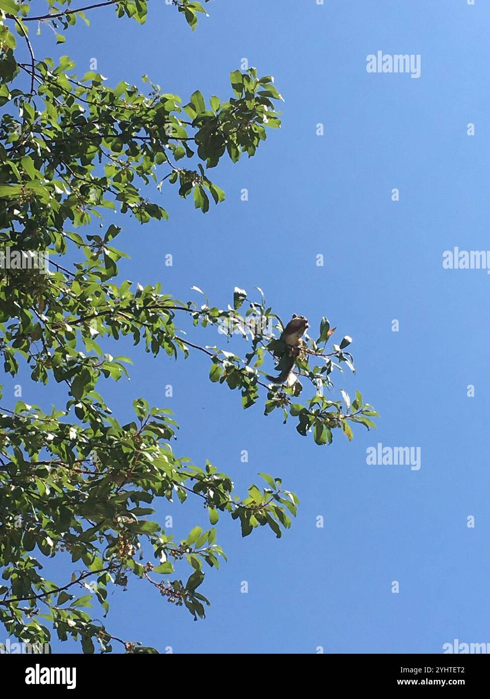 Townsend's Chipmunk (Neotamias townsendii Stock Photo - Alamy