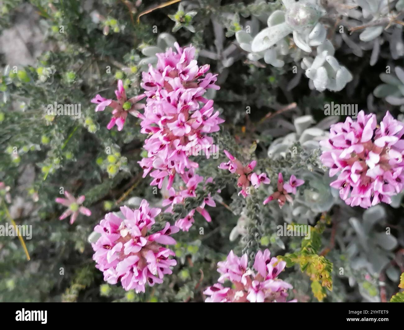 Ericoid Amphithalea (Amphithalea ericifolia Stock Photo - Alamy