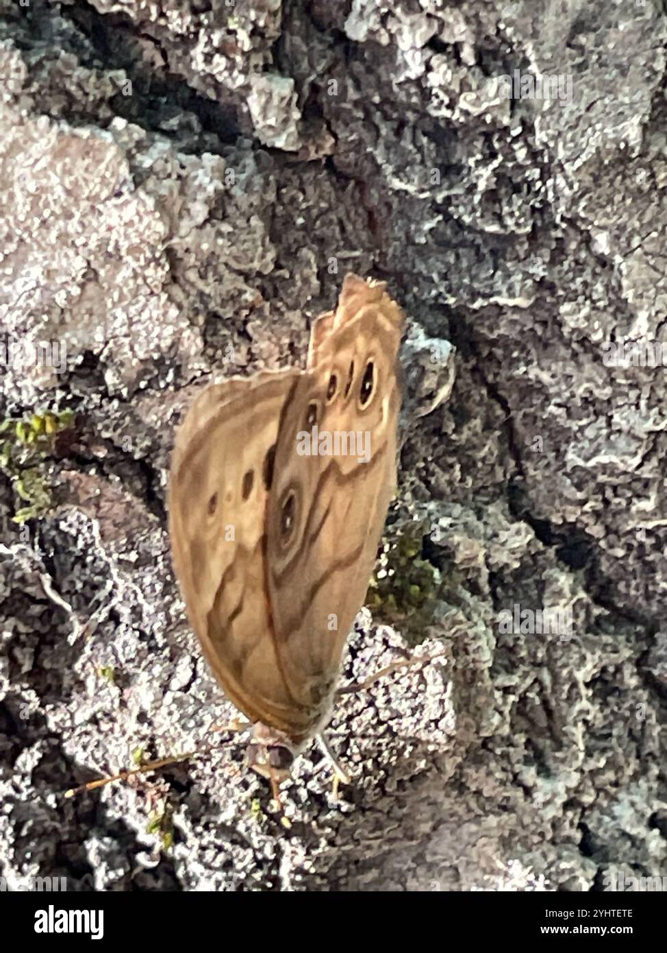 Northern Pearly-eye (Lethe anthedon Stock Photo - Alamy