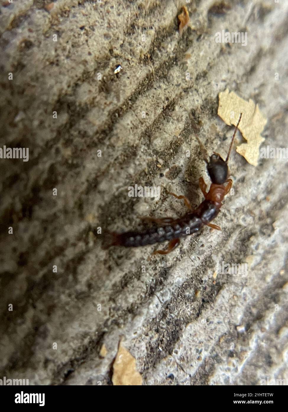 Embioptera hi-res stock photography and images - Alamy