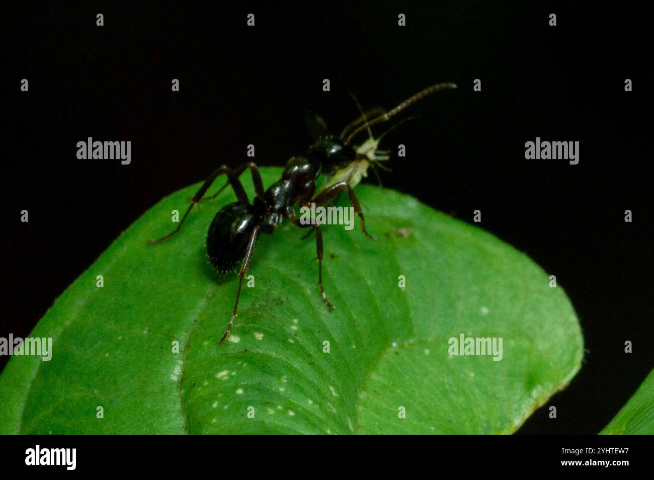 Neogagates-group Field Ants (Formica neogagates Stock Photo - Alamy